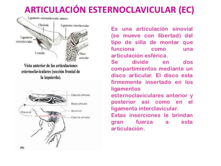 Articulación esternoclavicular