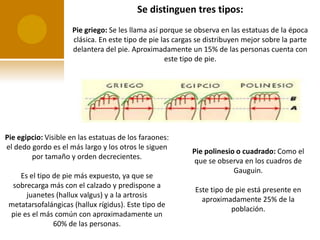 Articulación, huesos y músculos del pie | PPTX