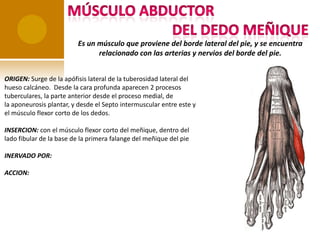 Articulación, huesos y músculos del pie | PPTX
