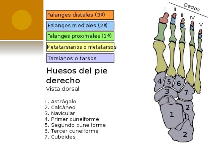Huesos Del Pie