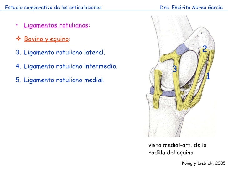 Articulación miembro pelviano comparada