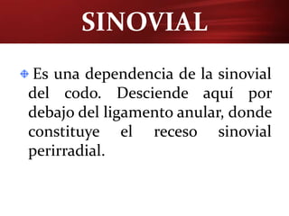 Articulación radiocubital superior (proximal) | PPTX