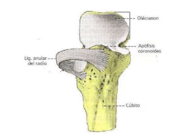 Articulación radiocubital superior (proximal)