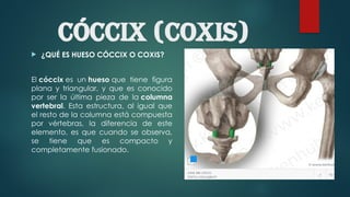 Definicion y estructuras de la articulación sacrococcígea.pptx
