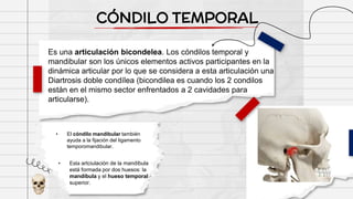 Articulación Temporomandibular | PPT