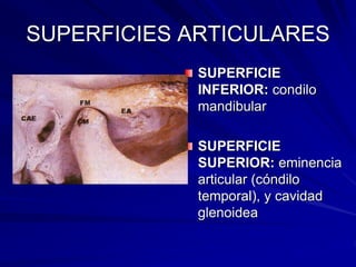Articulación temporomandibular | PPT