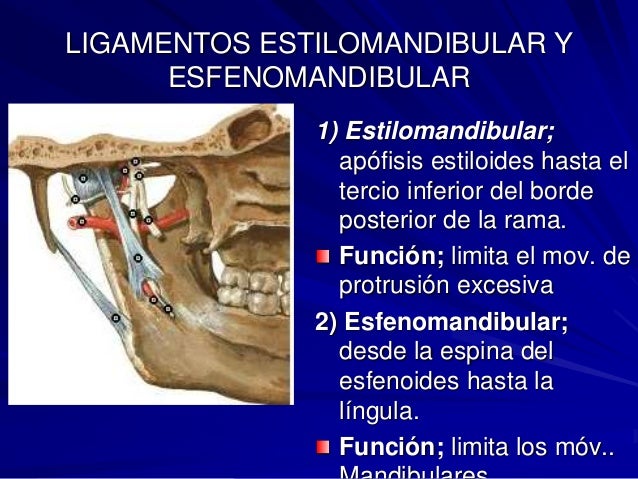Articulación temporomandibular