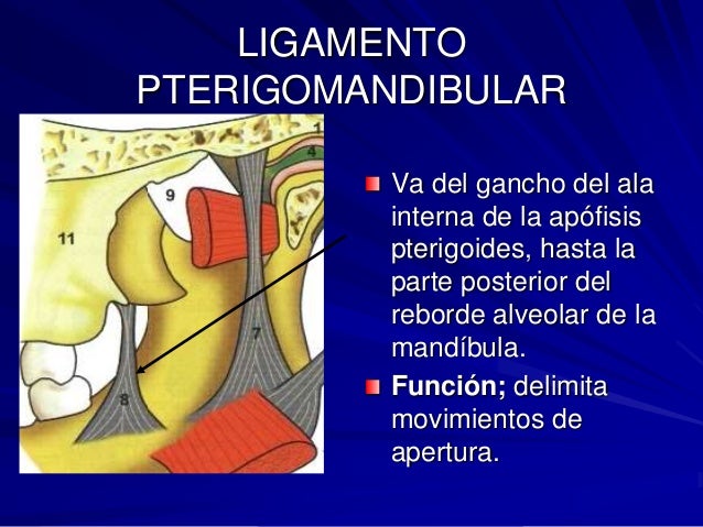 Articulación temporomandibular