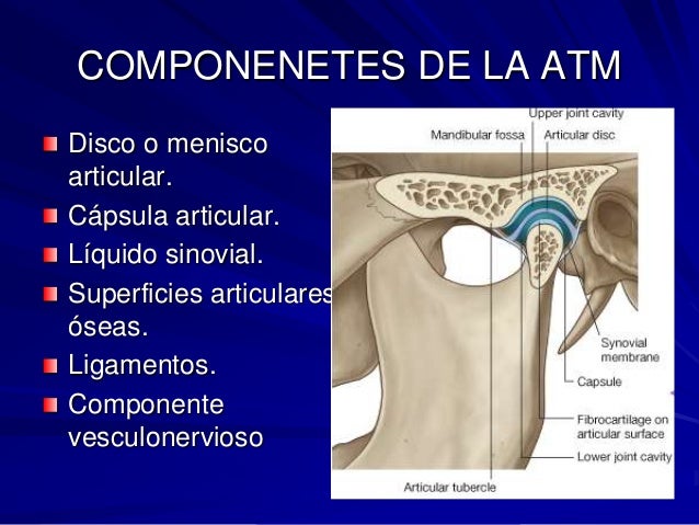 Articulación temporomandibular