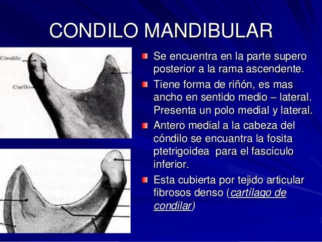 Articulación temporomandibular