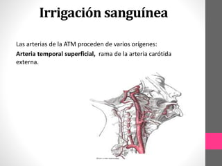 Articulación temporomandibular | PPTX