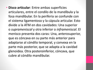 Articulación temporomandibular | PPTX