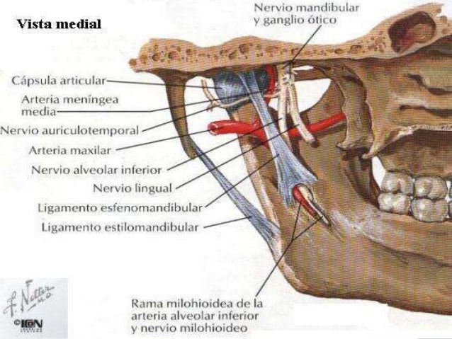 Articulación temporomandibular