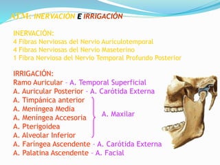 Articulación temporomandibular - ATM | PPTX
