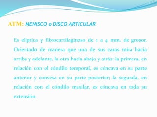Articulación temporomandibular - ATM | PPTX