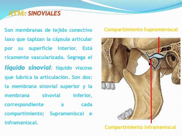Articulación temporomandibular - ATM