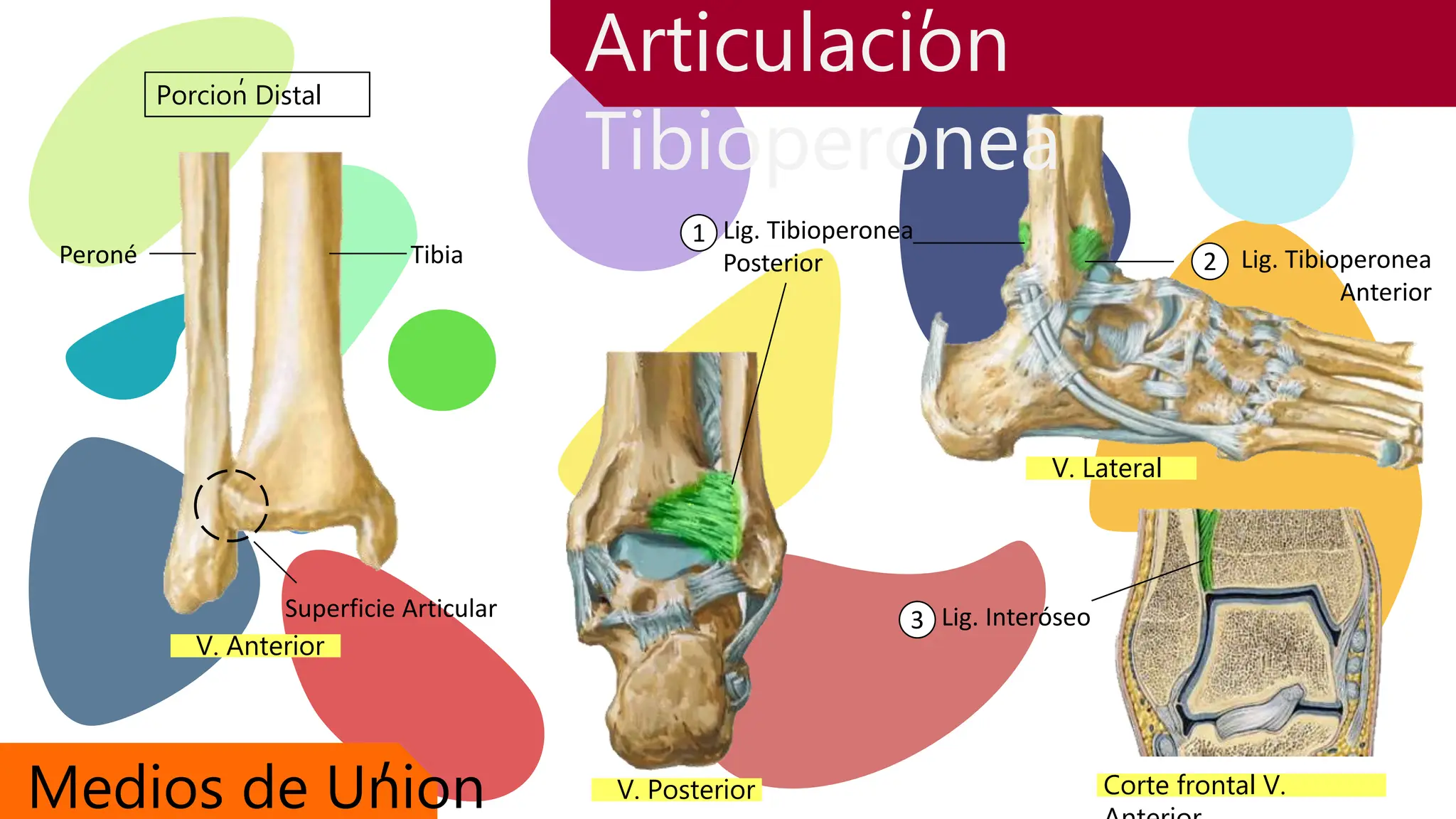 Anatomía de la Articulación Tibio-Peroneal.pptx