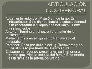 Articulacion coxofemoral | PPTX
