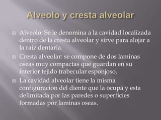 Articulacion alveolodental | PPTX