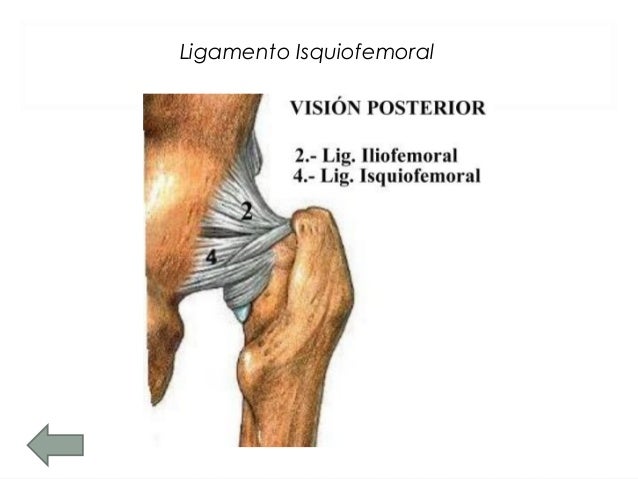 What Are The Ligaments Coxofemoral
