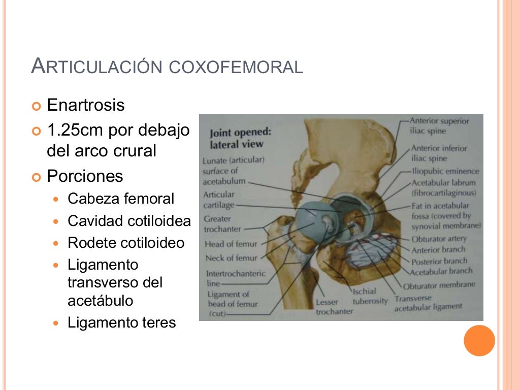 Articulacion coxofemoral