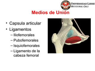 Articulación coxofemoral | PPT