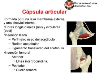 Articulación coxofemoral | PPT