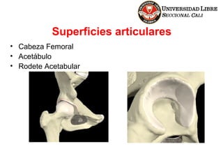 Articulación coxofemoral | PPT