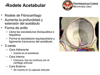 Articulación coxofemoral | PPT