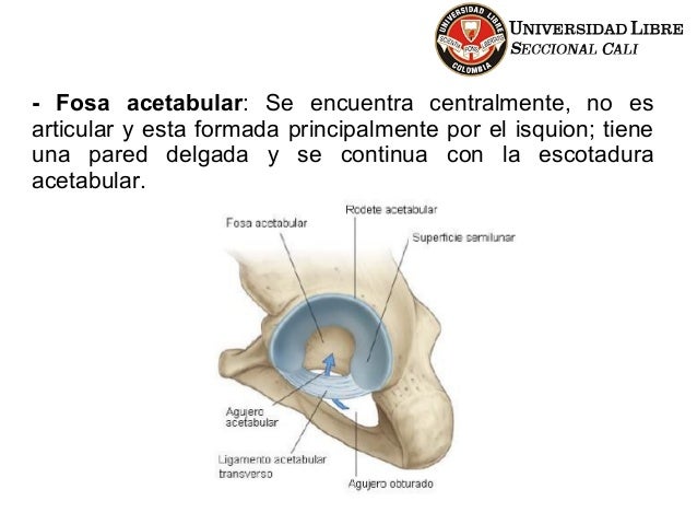Articulación coxofemoral