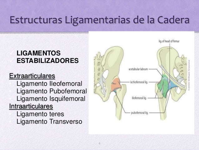 Articulacion coxofemoral