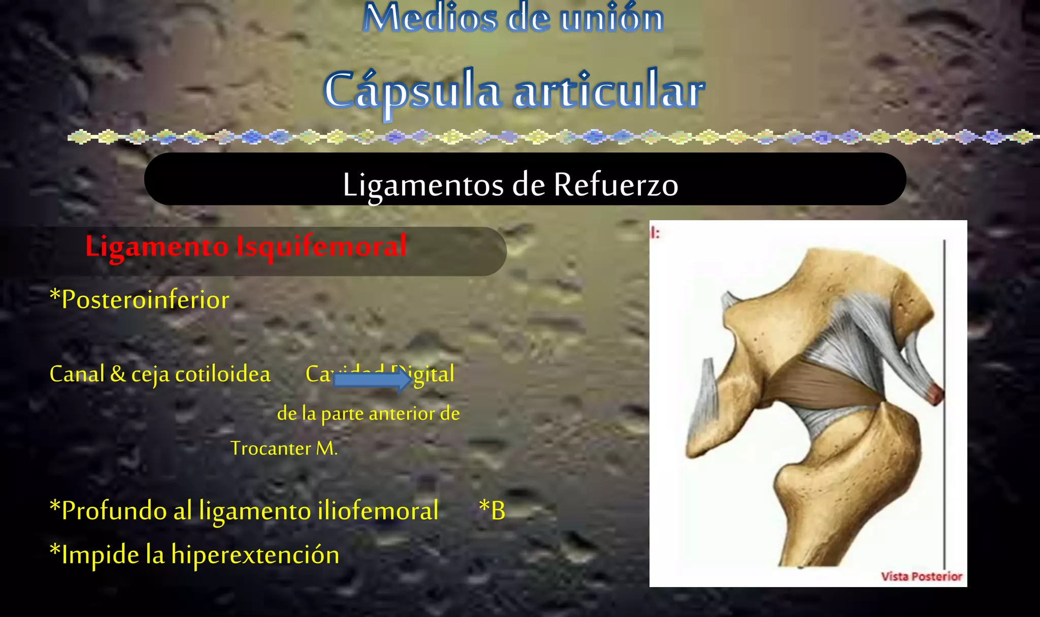 ARTICULACIÓN COXOFEMORAL. ANATOMIA EXPOSICION | PPT