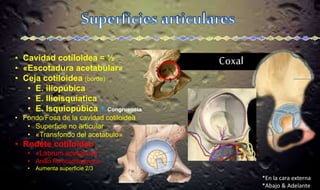 ARTICULACIÓN COXOFEMORAL. ANATOMIA EXPOSICION | PPTX