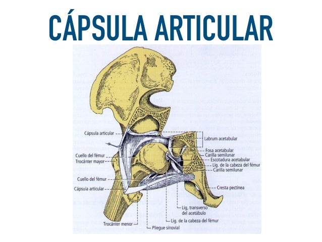 Articulación coxofemoral