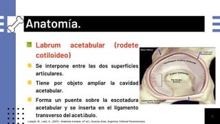 Articulacion de la cadera | PPTX