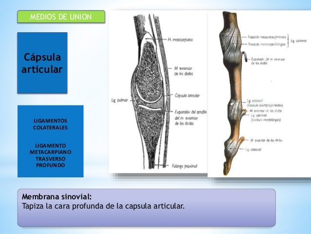 Articulacion de la mano