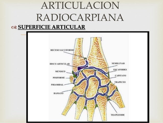 Articulacion de la mano