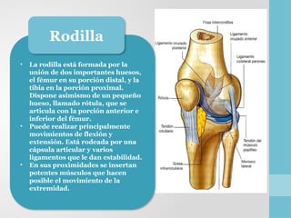 ARTICULACION DE LA RODILLA ANATOMIA.pptx