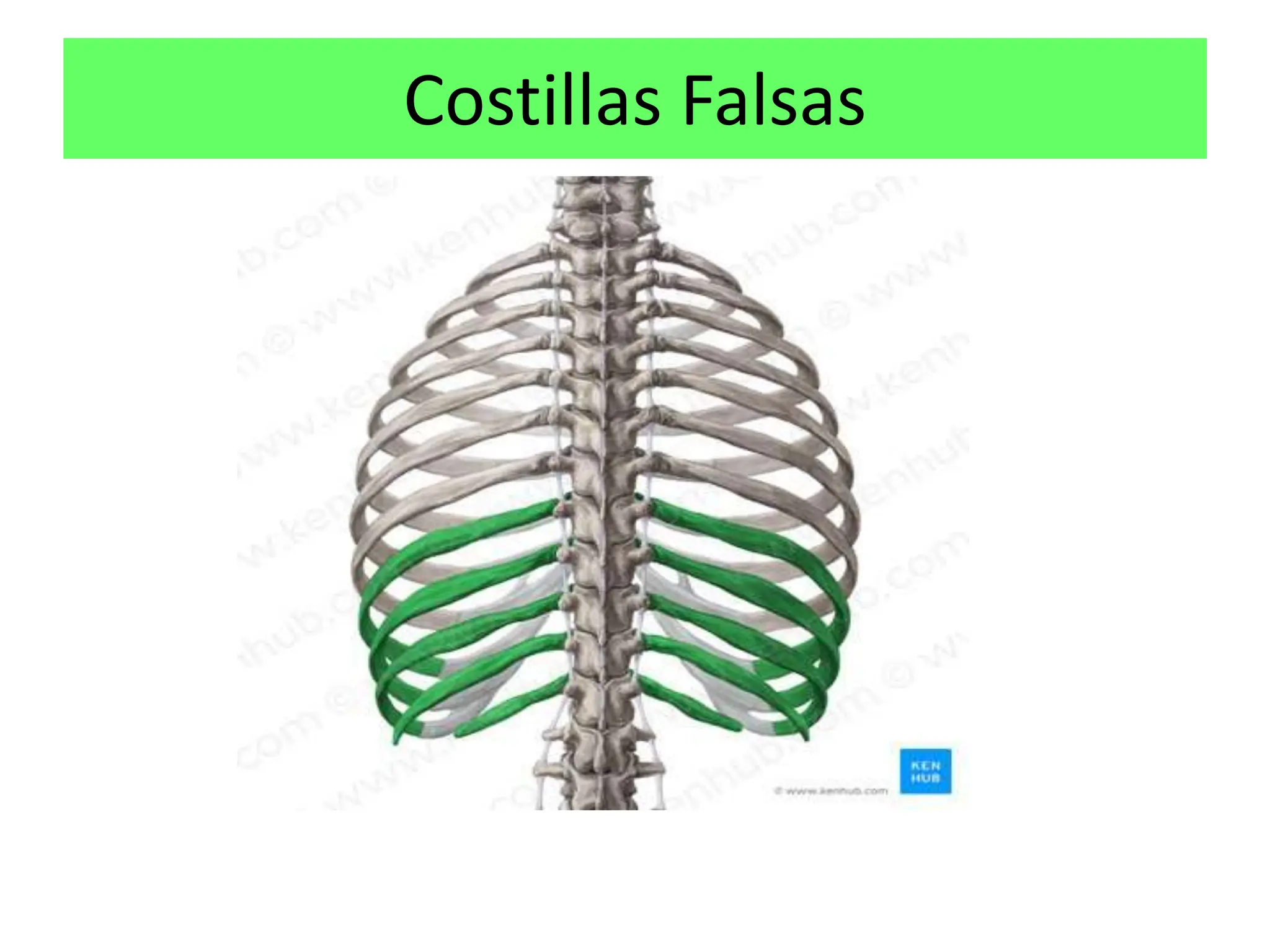 articulacion de las costillas (vicki).pptx