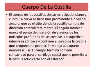 articulacion de las costillas (vicki).pptx