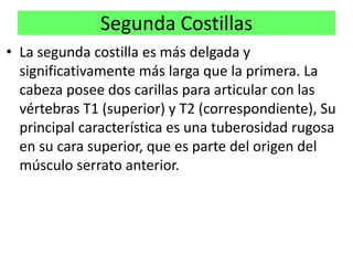 articulacion de las costillas (vicki).pptx