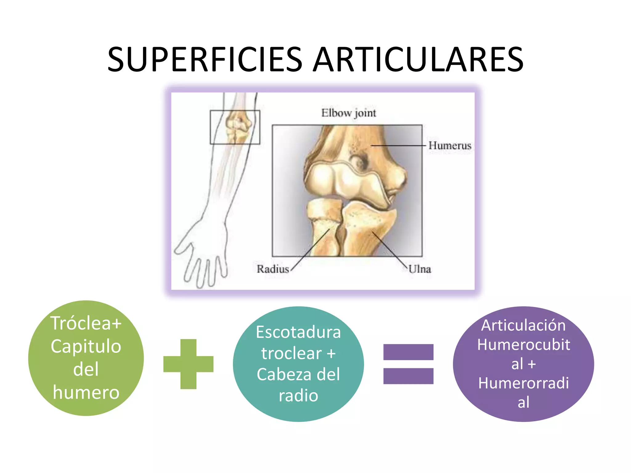 Articulacion del codo | PPTX