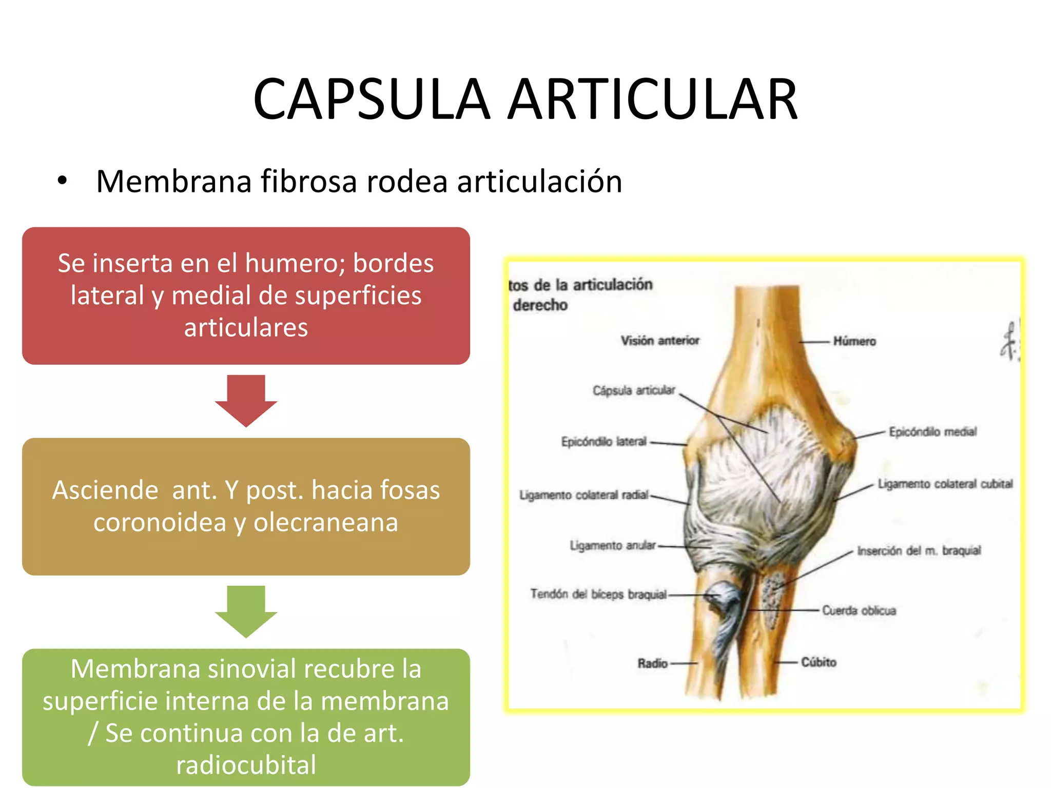 Articulacion del codo | PPTX