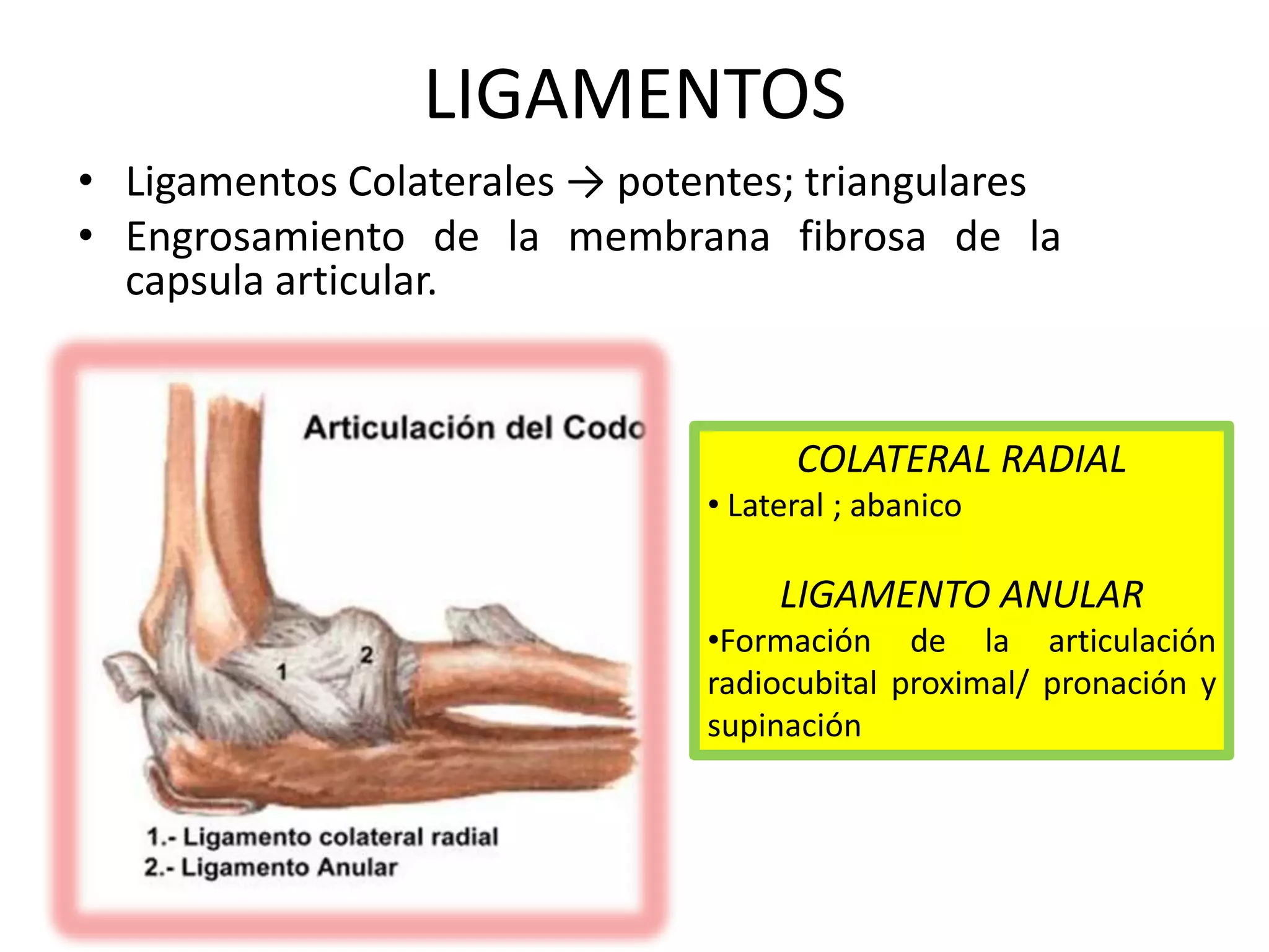Articulacion del codo | PPTX
