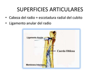 Articulacion del codo | PPTX