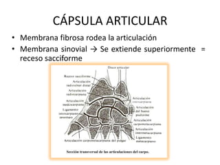 Articulacion del codo | PPTX