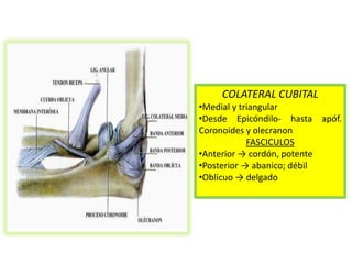 Articulacion del codo | PPTX