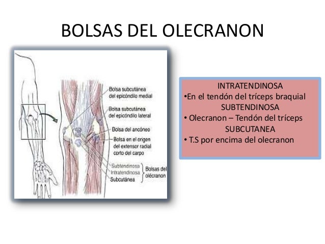 Articulacion del codo