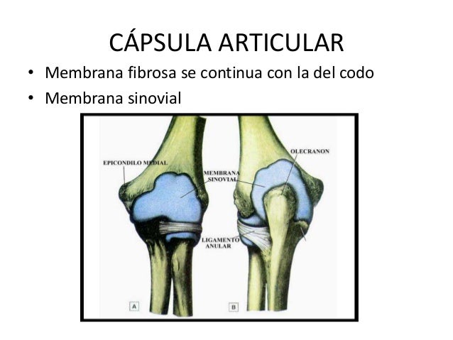 Articulacion del codo