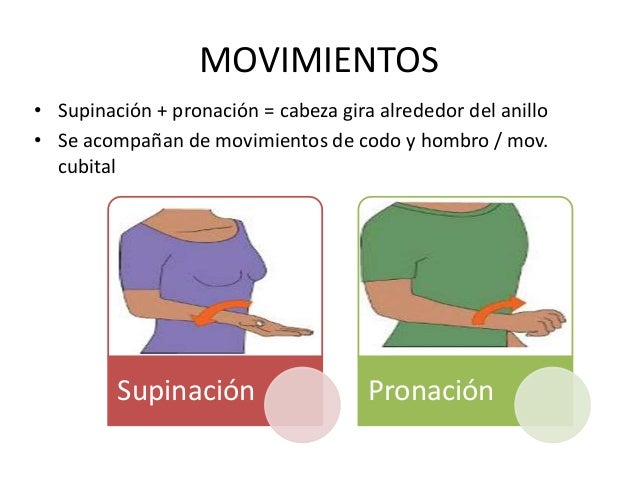 Articulacion del codo